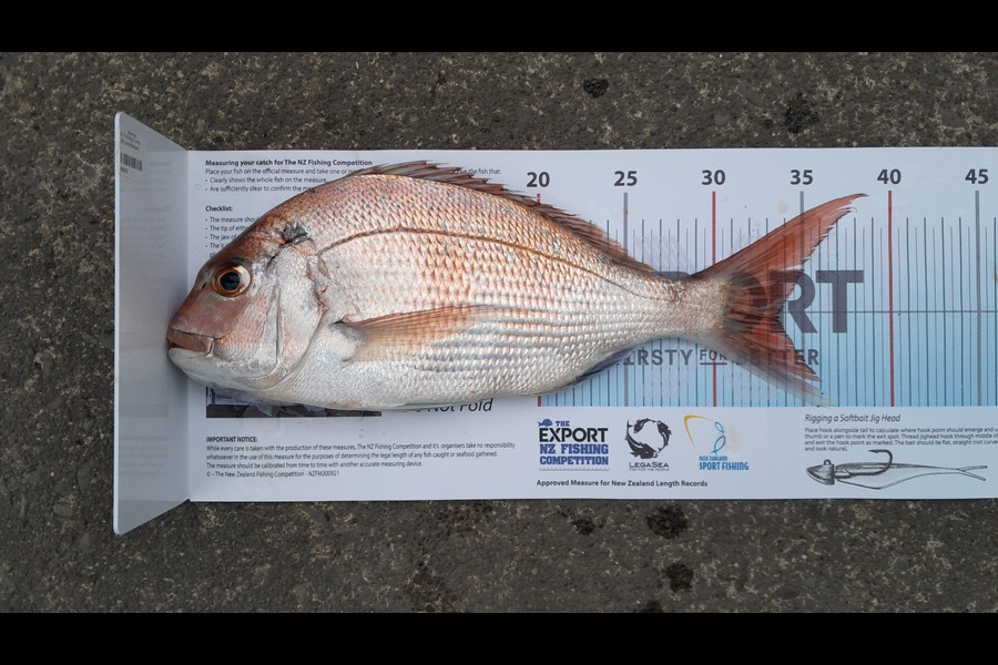 Benaja Oushana's 33.5cm Snapper featuring on the The Export NZ Fishing ...